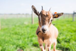 Home Page - Hoffer Farm